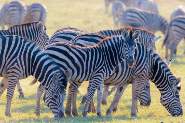 Awesome Facts About Zebras - Mara River Safari Lodge