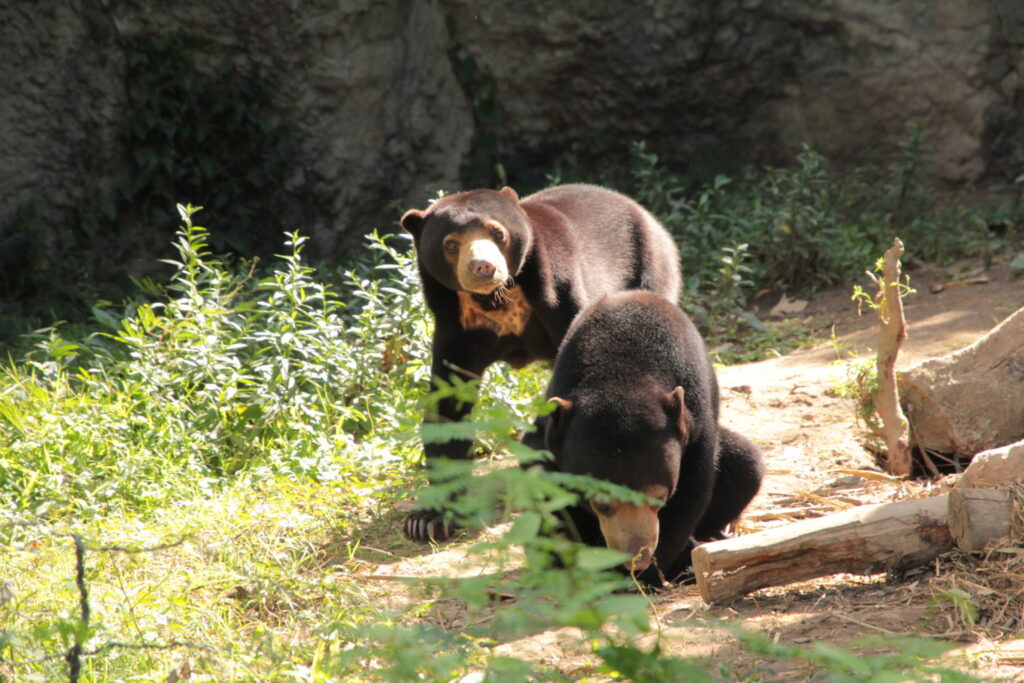 Beruang Madu, Beruang Termungil di Dunia - Mara River Safari Lodge