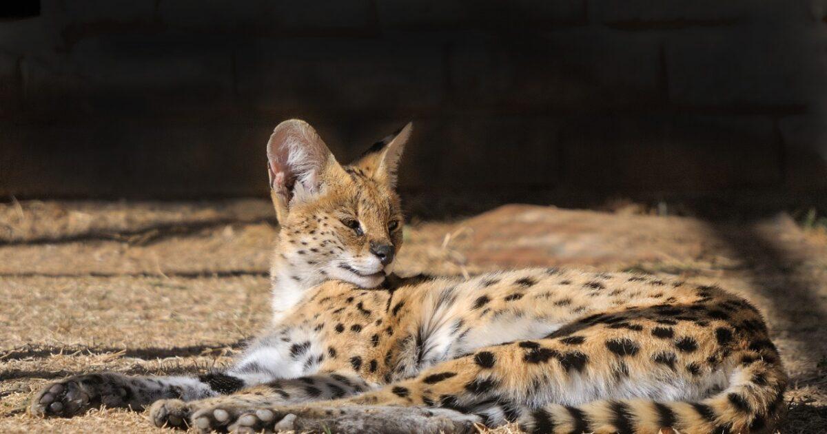 Fun Facts About The Serval Cat - Mara River Safari Lodge