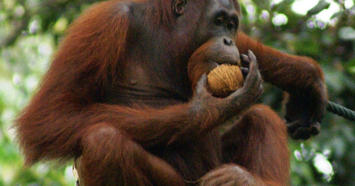 Indonesian Endangered Endemic Animals - Mara River Safari Lodge