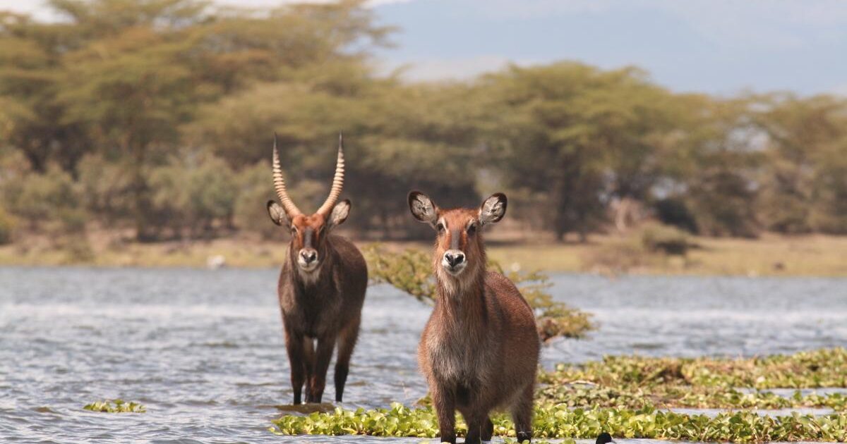 Get to Know About The Waterbuck - Mara River Safari Lodge