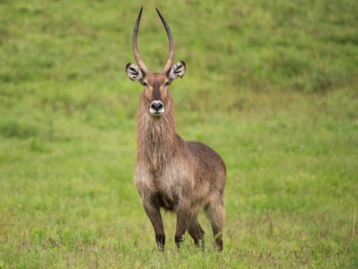 What is a Waterbuck? - Mara River Safari Lodge