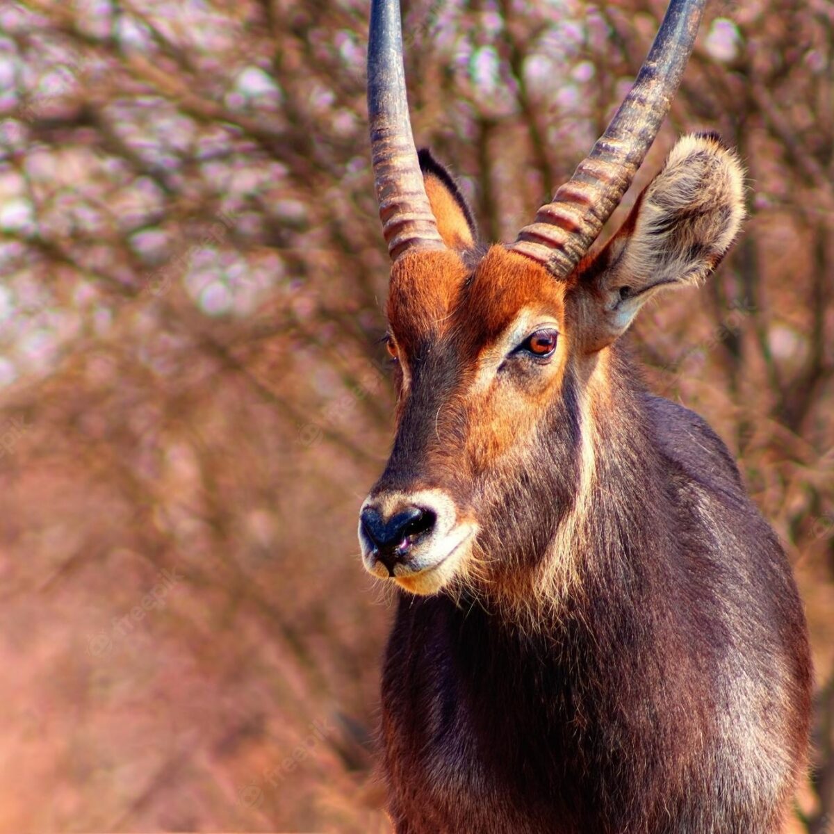 Waterbuck