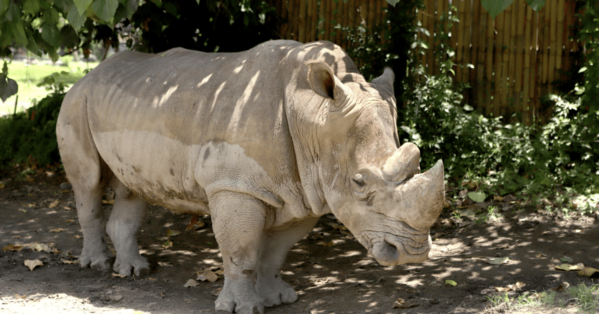 White Rhinoceros Facts - Mara River Safari Lodge