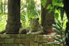 Unveiling the Mystery: The Enigmatic White Tiger