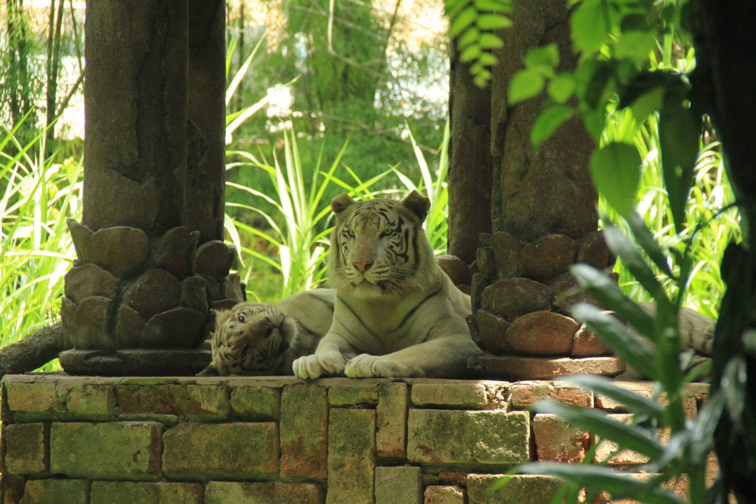 Unveiling the Mystery: The Enigmatic White Tiger
