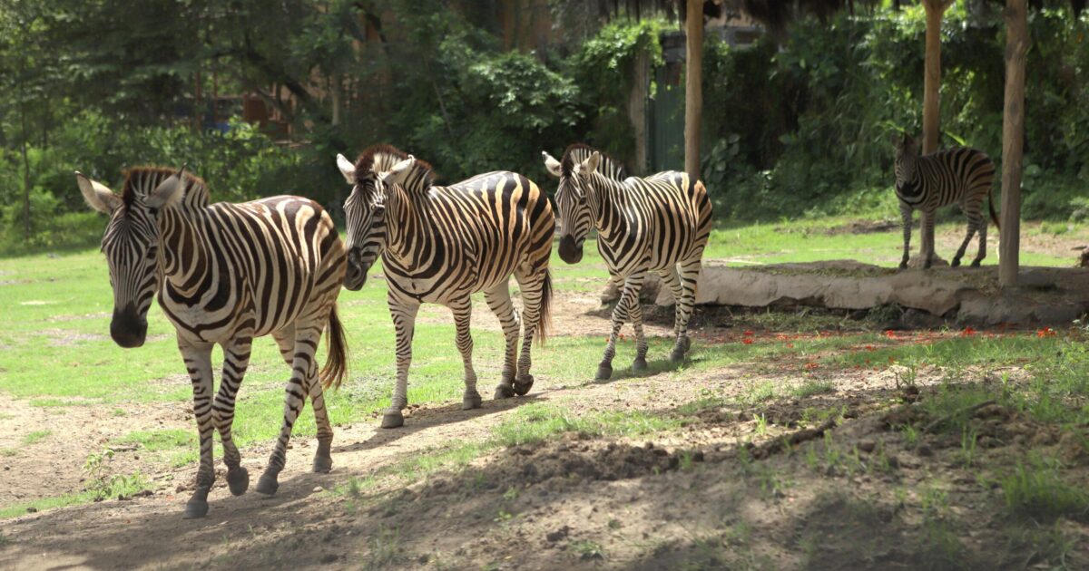 What Makes A Zebra Special? - Mara River Safari Lodge