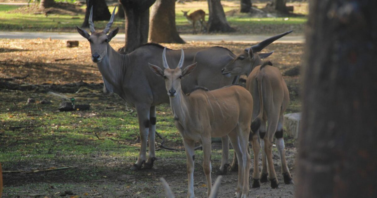 Meet Different Type of Antelopes during Safari Journey