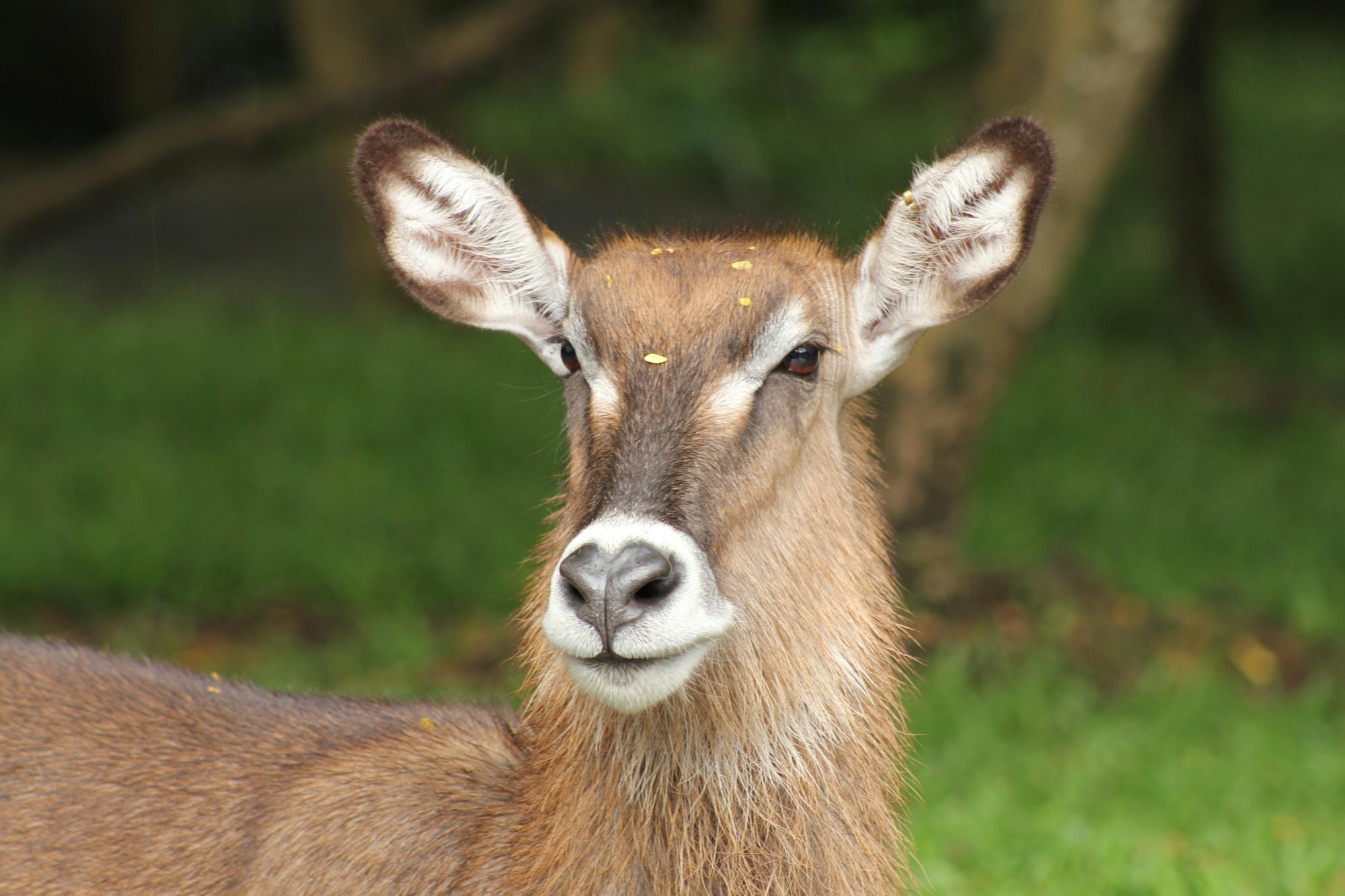Meet Different Type of Antelopes during Safari Journey