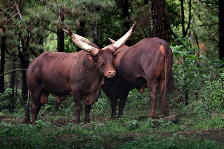 5 Fun Facts Watusi: A Breed of Cattle Like No Other! - Mara River ...