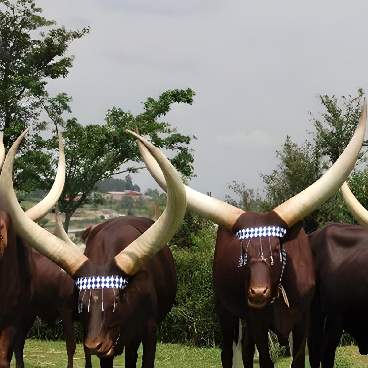 Ankole Watusi Calf