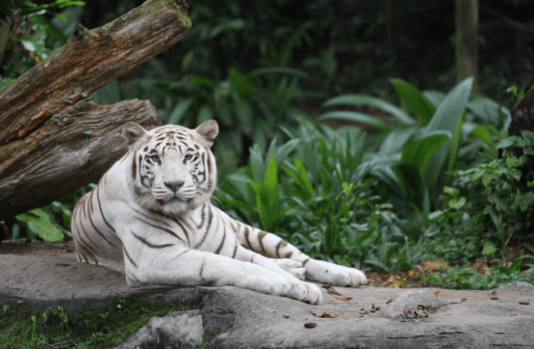 Unveiling the Mystery: The Enigmatic White Tiger